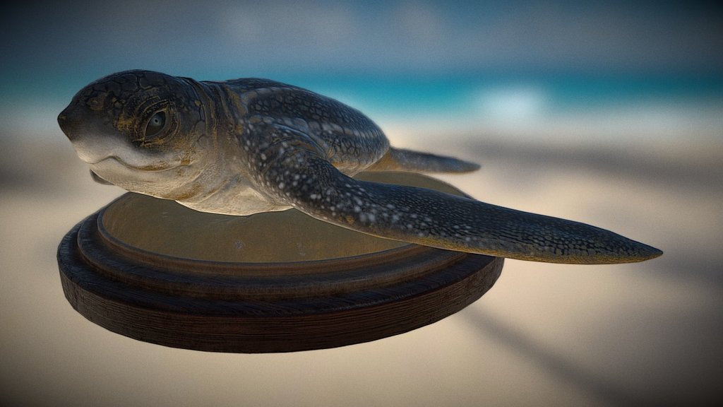 Leatherback Turtle - 3D model by alannalb [2eedd5c] - Sketchfab