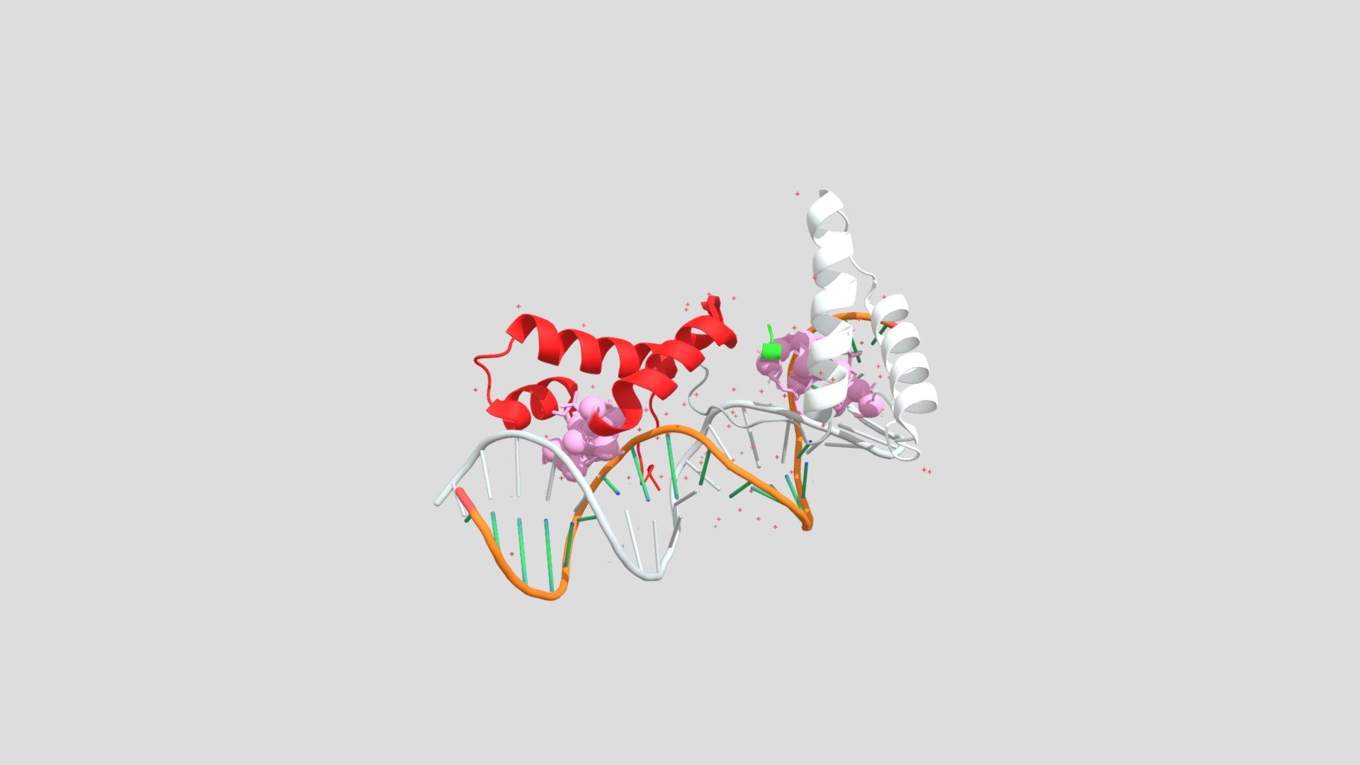 Two Helix- Turn- Helix Domain Arrangement - 3D model by DeclanDong ... Two Helix- Turn- Helix Domain Arrangement - 3D model by DeclanDong ...