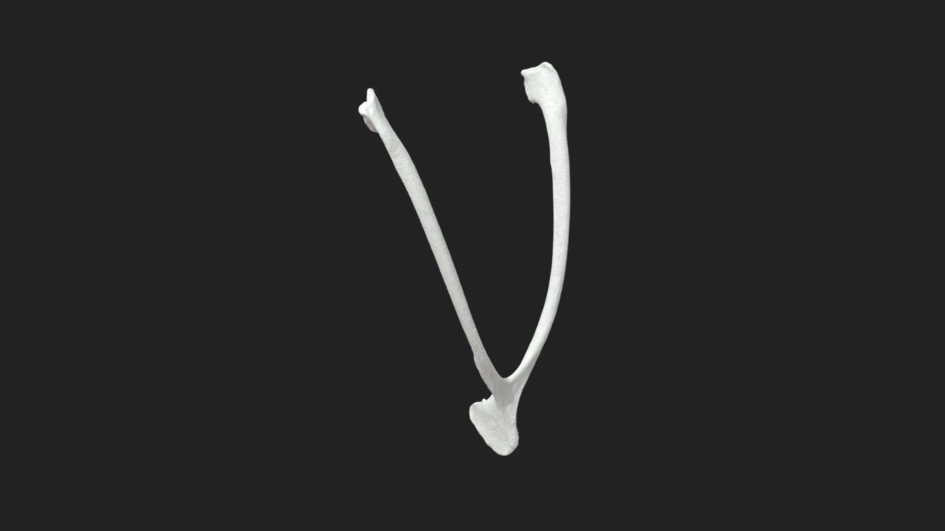 wishbone (furcula) chicken - Download Free 3D model by vetanatMunich ...