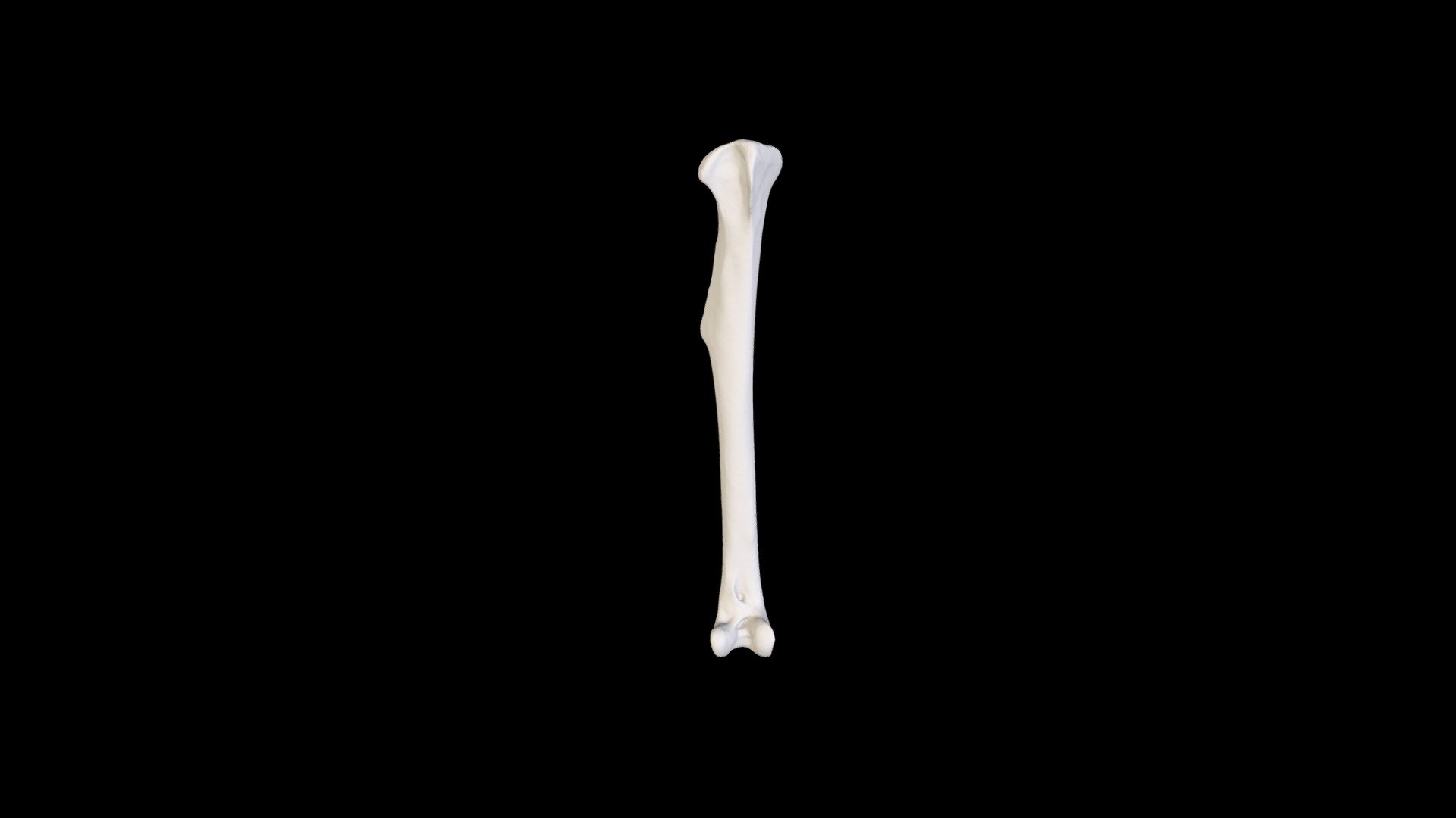 Kererū (Hemiphaga novaeseelandiae) tibiotarsus - 3D model by Auckland ...