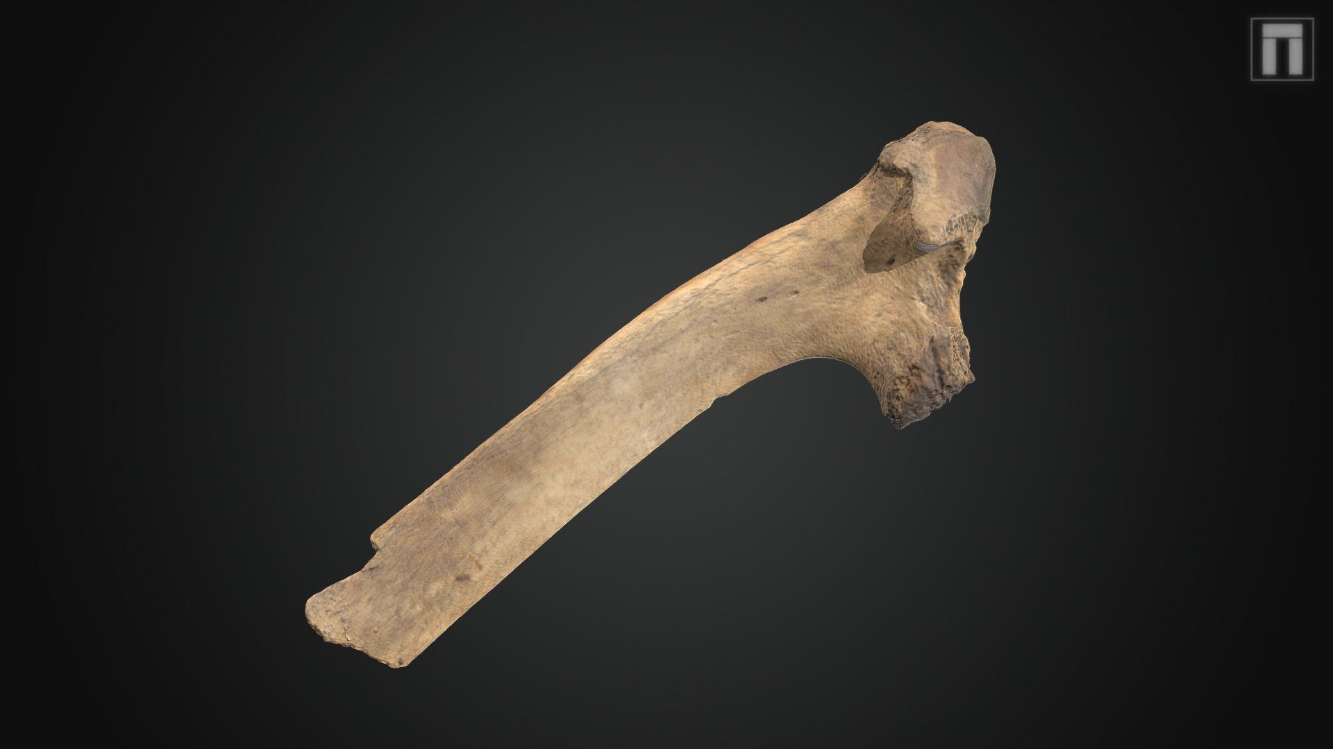 Soham College Dig Finds: Cow Rib - 3D model by Wessex Archaeology ...
