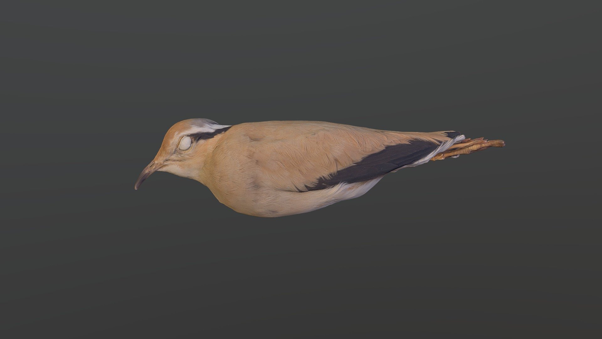 Cream-colored Courser - Cursorius cursor - Download Free 3D model by ...