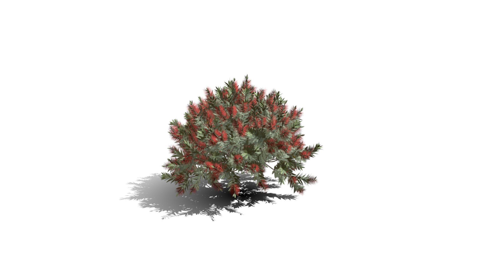 Realistic HD Dwarf bottlebrush (2/10) - Download Free 3D model by ...