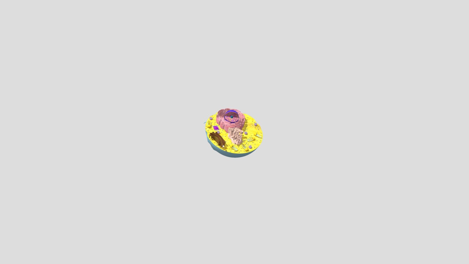 eve3d-celula-eucariota-animal - Download Free 3D model by Jeffer_123 ...