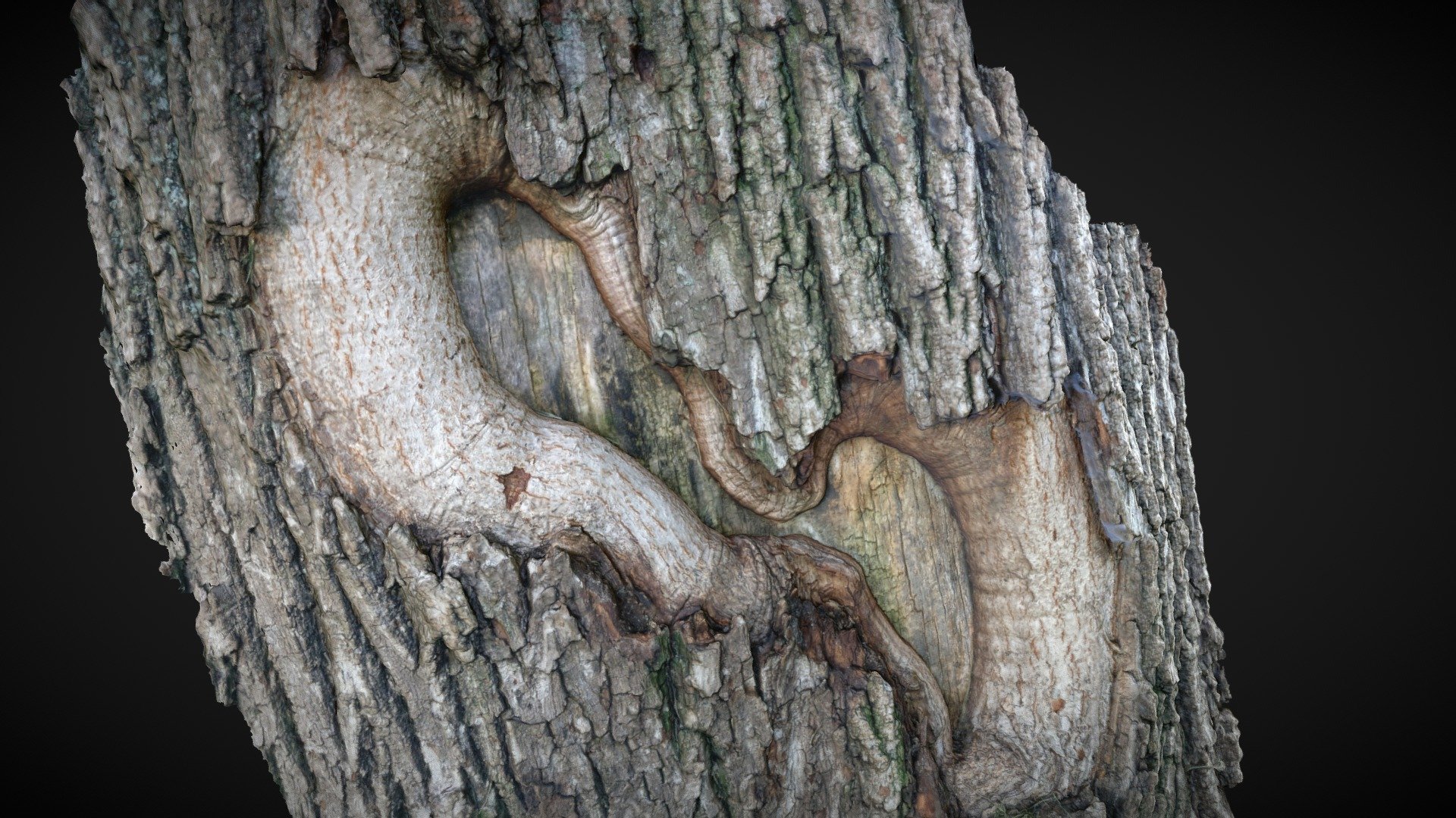 tree trunk surface high details 02 - Buy Royalty Free 3D model by 3D ...