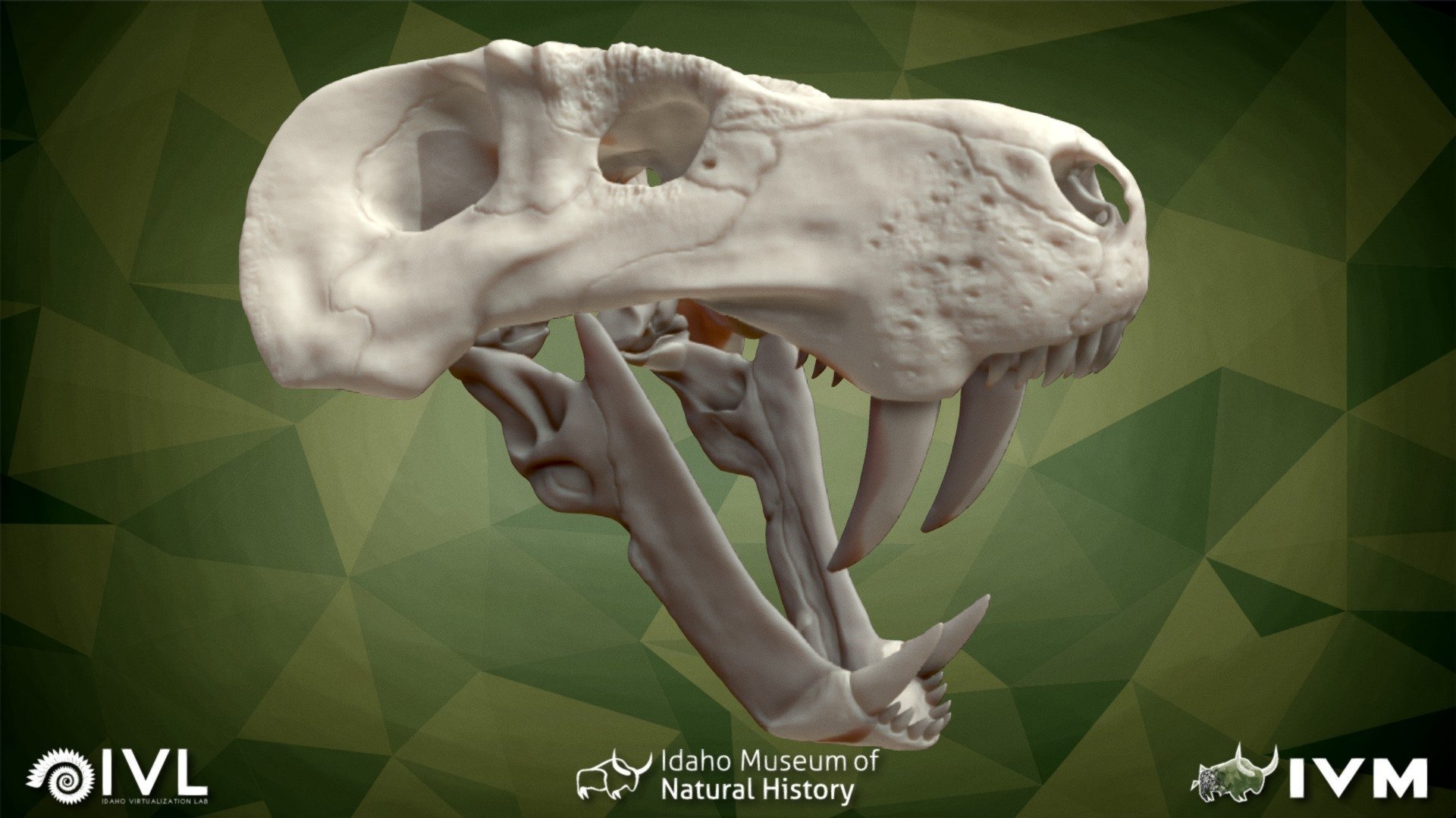 Rudibega Atrox - 3D model by Idaho Virtualization Laboratory ...