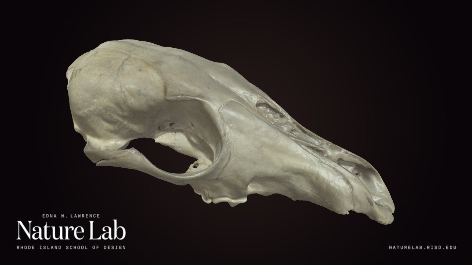 Red Fox Skull - Download Free 3D model by RISD Nature Lab ...