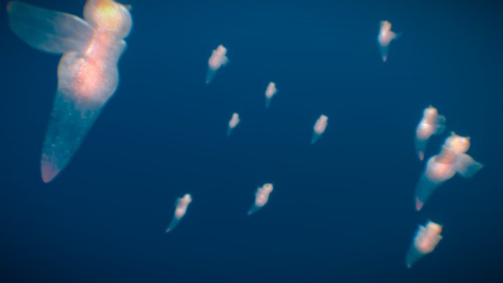 Seaangel 3D models - Sketchfab