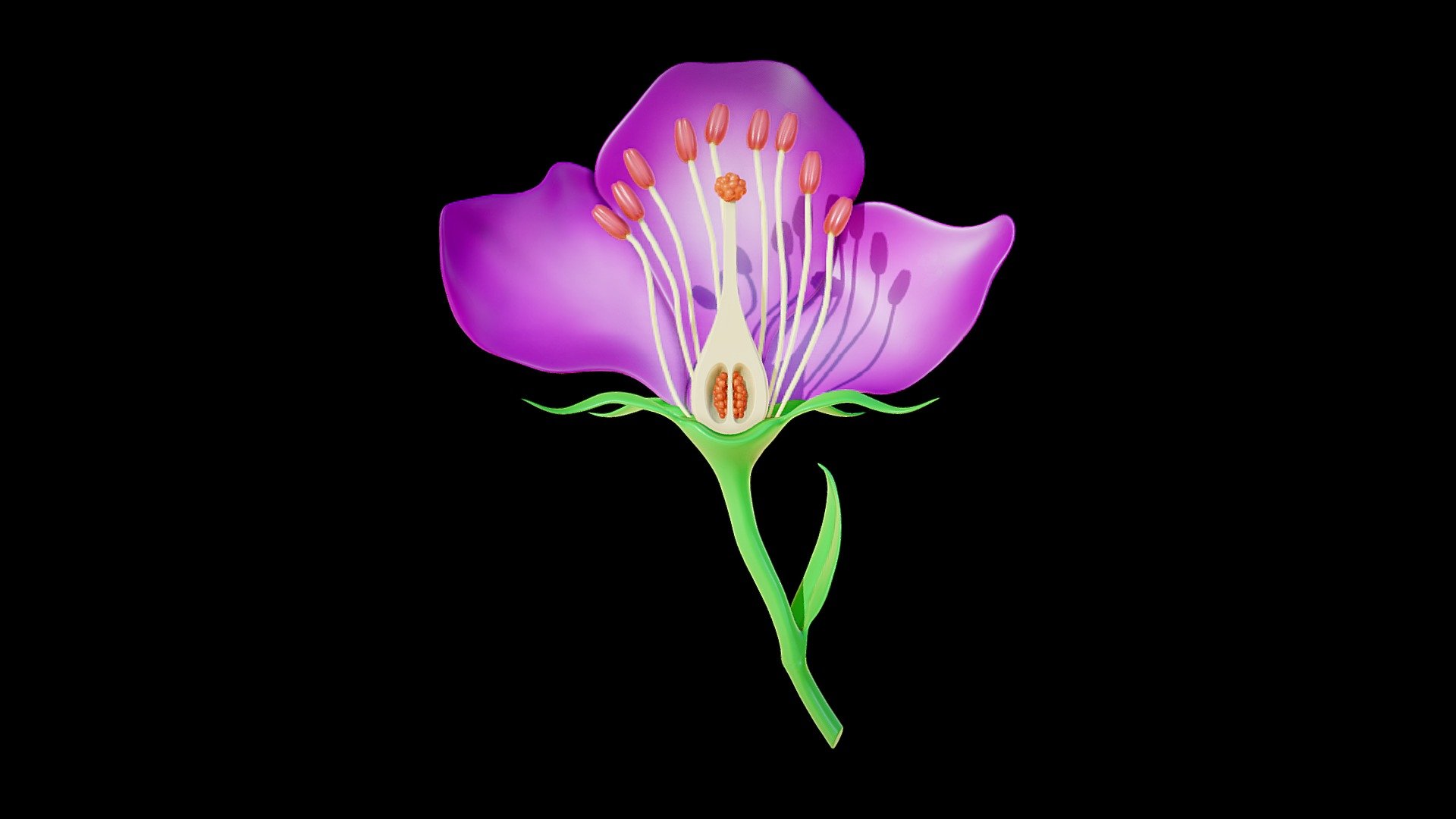 Parts Of A Flower Cross Section - Buy Royalty Free 3D model by Nima ...