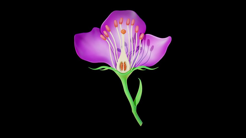 Plant Anatomy - A 3D model collection by guardh - Sketchfab