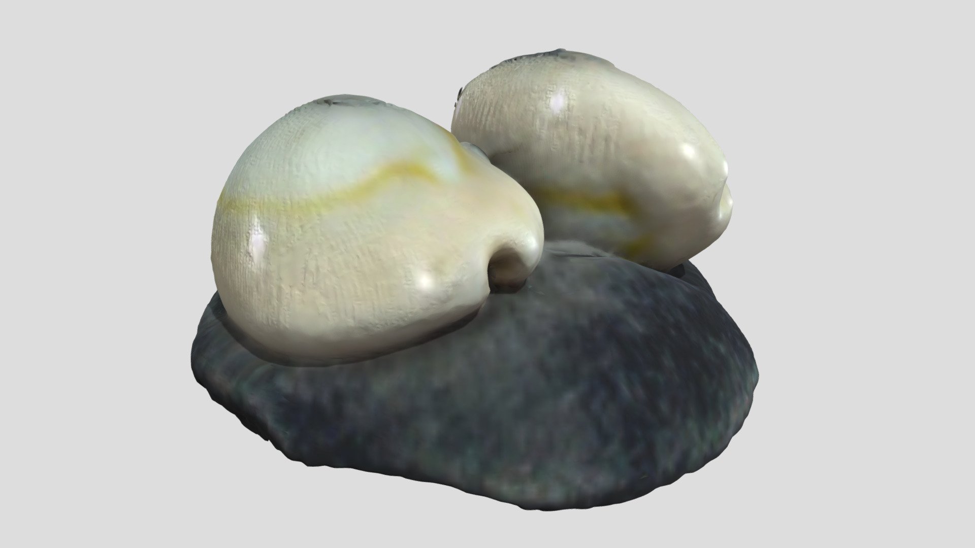 Cowrie shells (Abolition of slavery) - 3D model by Aberdeen City ...