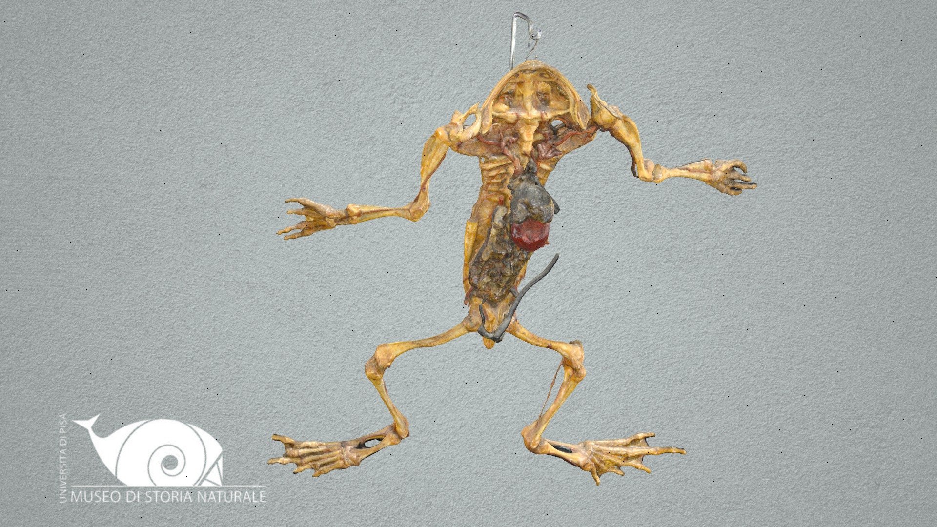 Common toad - 3D model by Natural History Museum, University of Pisa ...