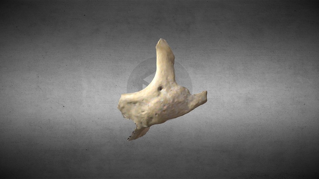 huesos del craneo - A 3D model collection by ddiaz1 - Sketchfab