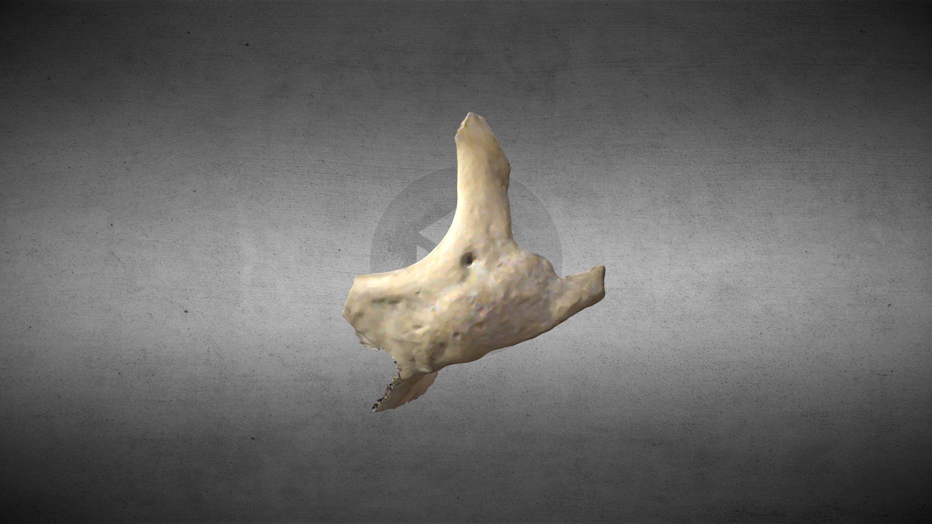 Cigomático/Zygomatic bone - Buy Royalty Free 3D model by Anatomía ...