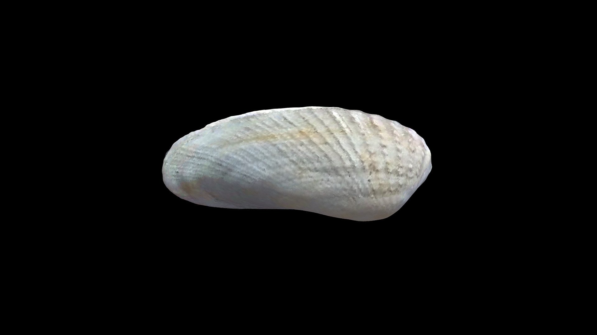 Shell 30 - Pholas dactylus (common piddock) - Download Free 3D model by ...