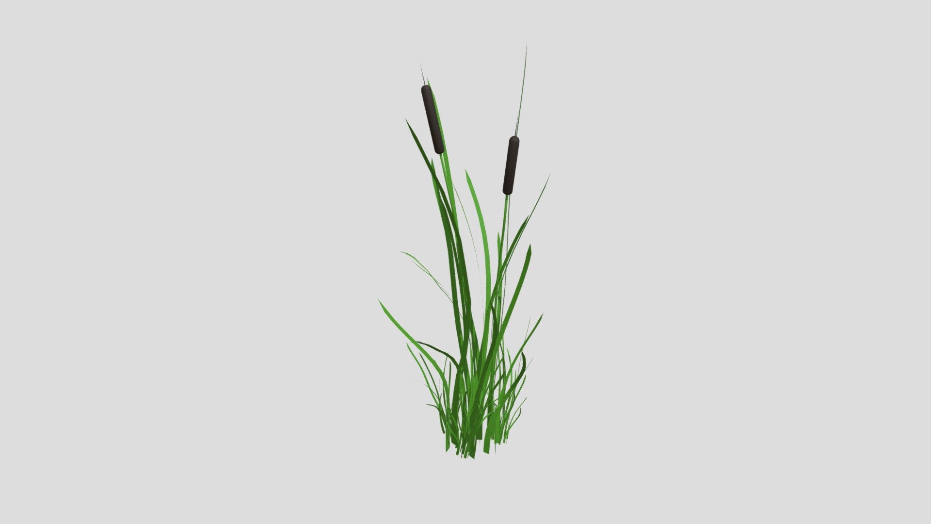 Cattails - Download Free 3D model by AlkaliDragon [2f35ed5] - Sketchfab