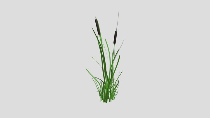 Cattail 3D models - Sketchfab
