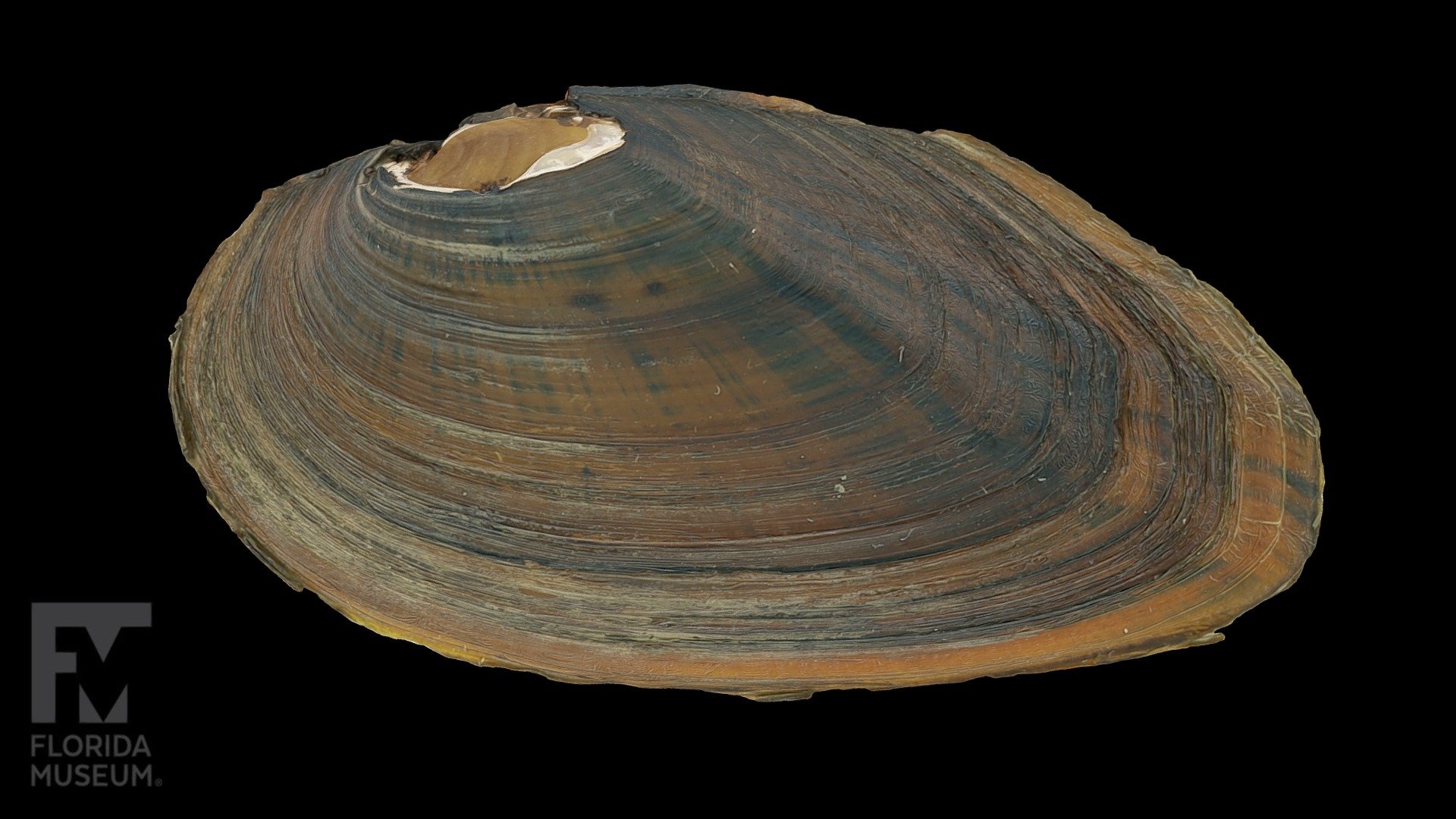 Hidden Spike - Freshwater Mussel - 3D model by FloridaMuseum [2f36c9e ...