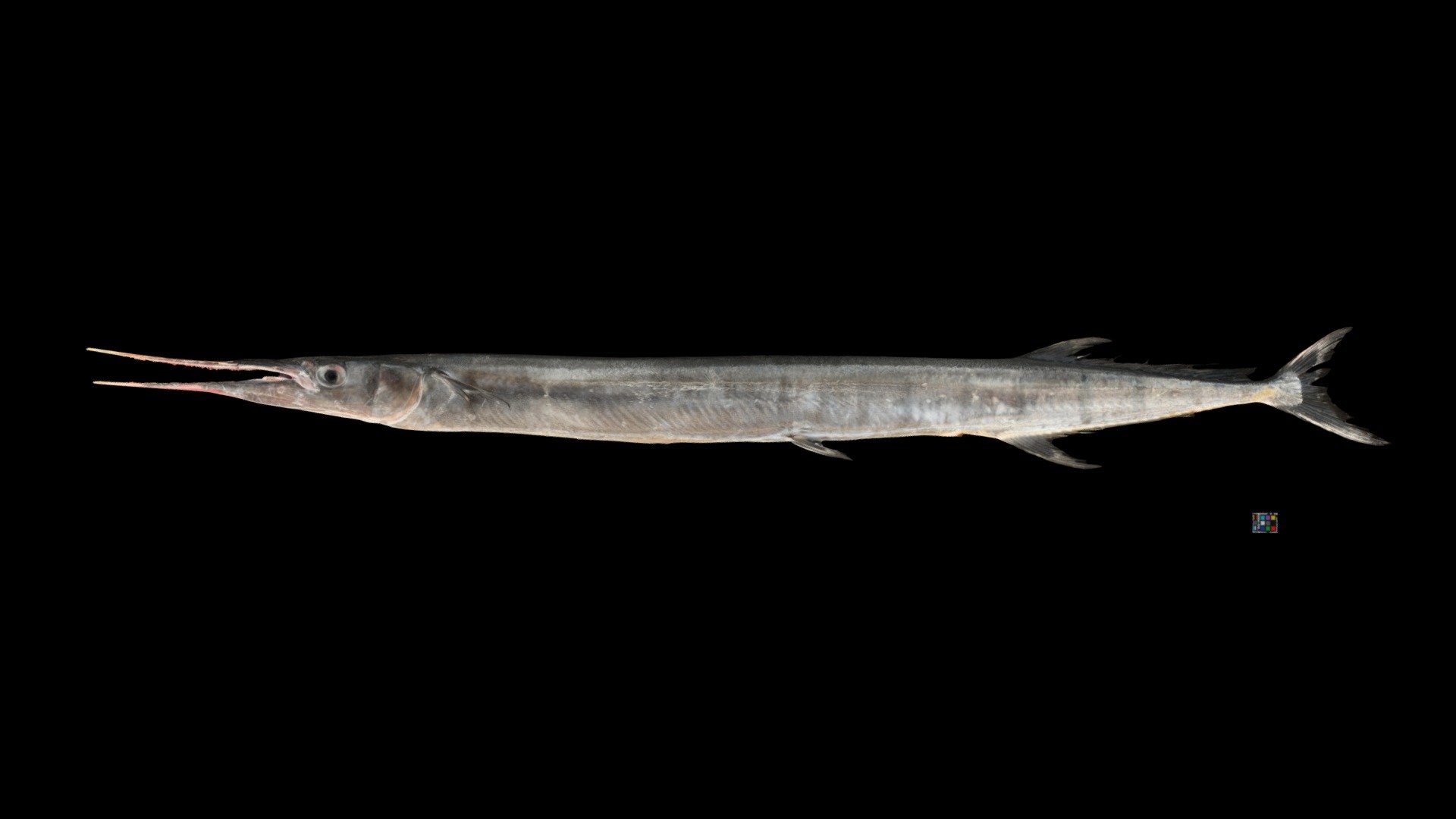 オキザヨリ 🐟 Hound Needlefish, Tylosurus crocodilus - 3D model by ffish.asia ...