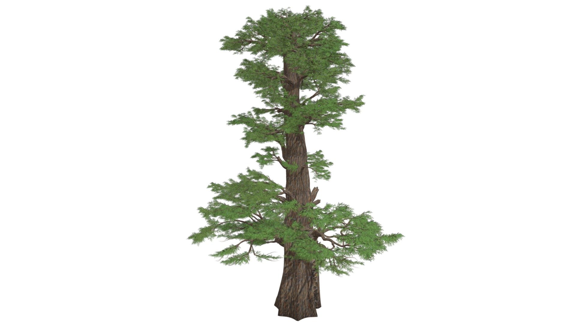 Western Juniper Tree #02 - Buy Royalty Free 3D model by meshshape ...