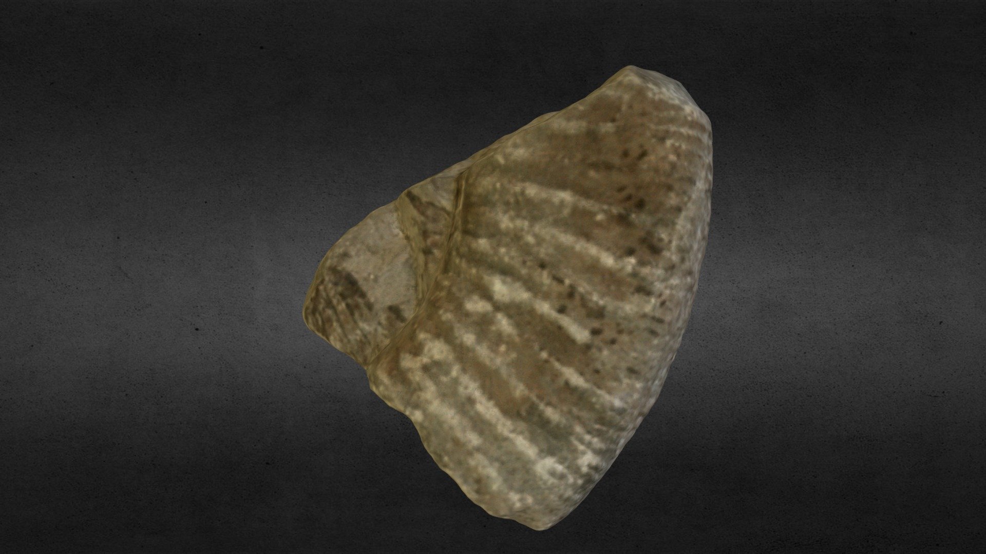 Fossil - 3D model by 4visualization [2f4567c] - Sketchfab