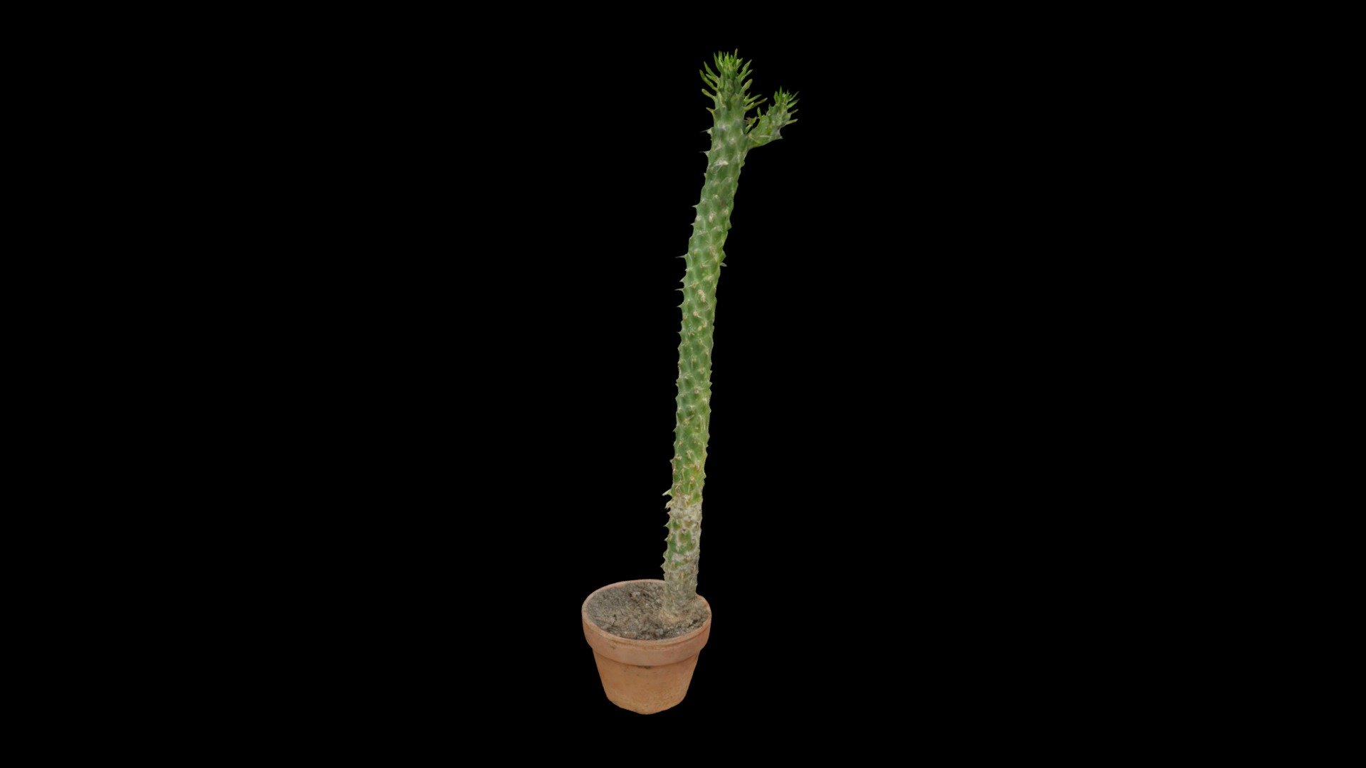 Austrocylindropuntia subulata Eve's pin cactus - Buy Royalty Free 3D ...