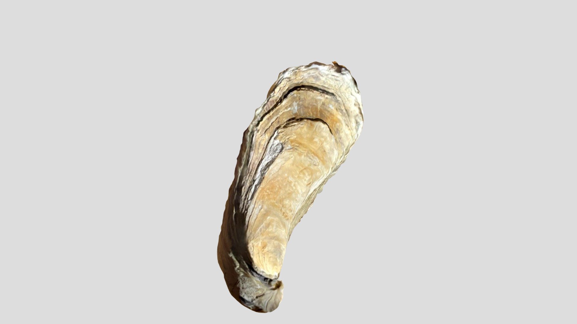 Oyster n0 - Download Free 3D model by tibo [2f525dc] - Sketchfab