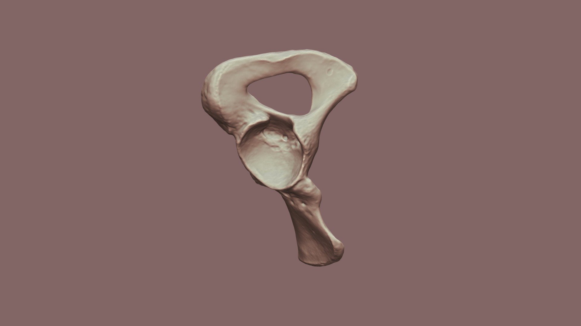 Coxal Bone 3d Model By Orjames Labs Orjameslabs [2f526c2] Sketchfab