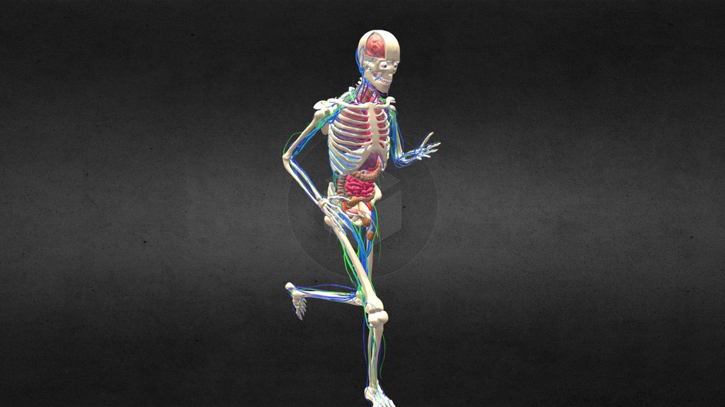 Anatomy - A 3D model collection by Ai13 - Sketchfab