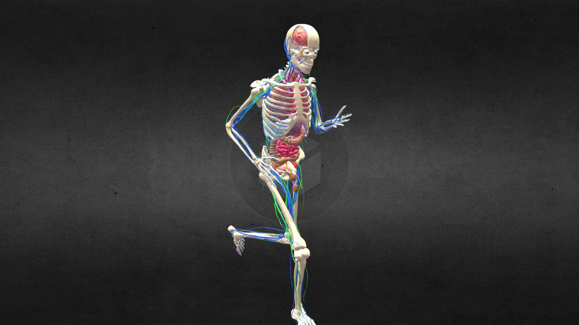 Animation Skeletal Anatomy Systems: RUNING - Buy Royalty Free 3D model ...