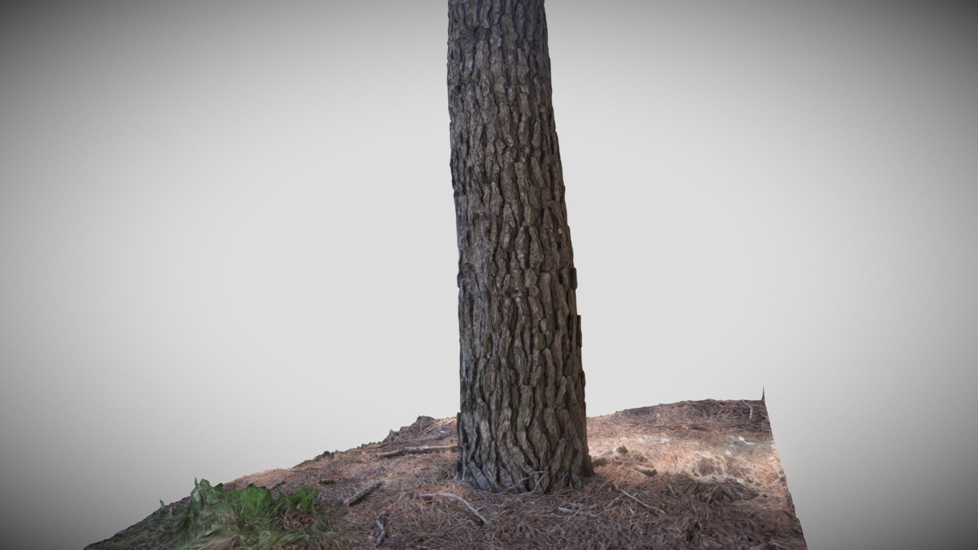 Pine Tree Trunk - Download Free 3D model by Ergin ERYILDIR (@ergin3d ...