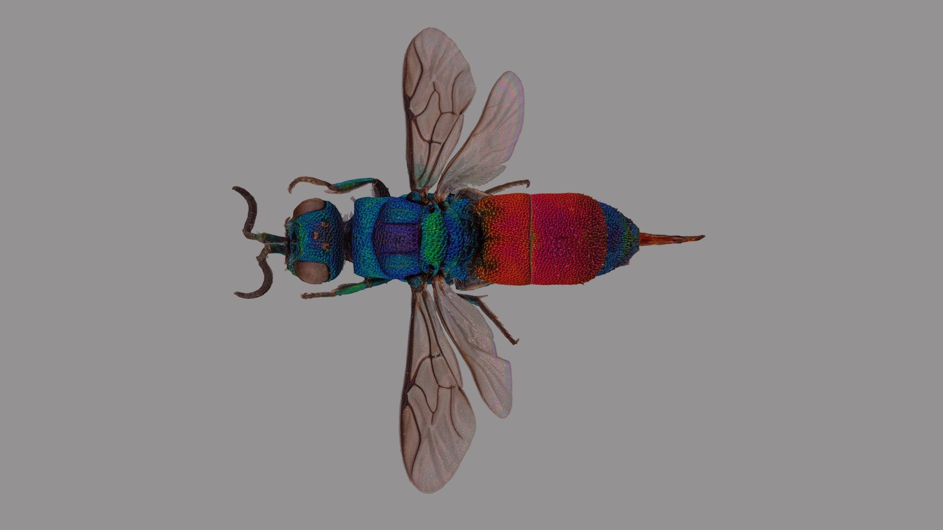 Chrysis rutilans - 3D model by VirNat [2f666a9] - Sketchfab