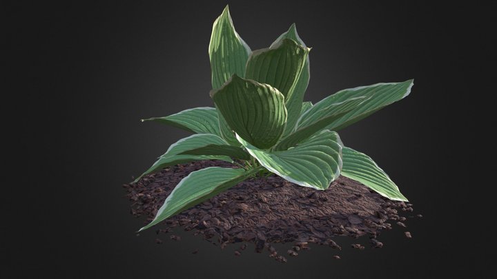 Hostas 3D models - Sketchfab