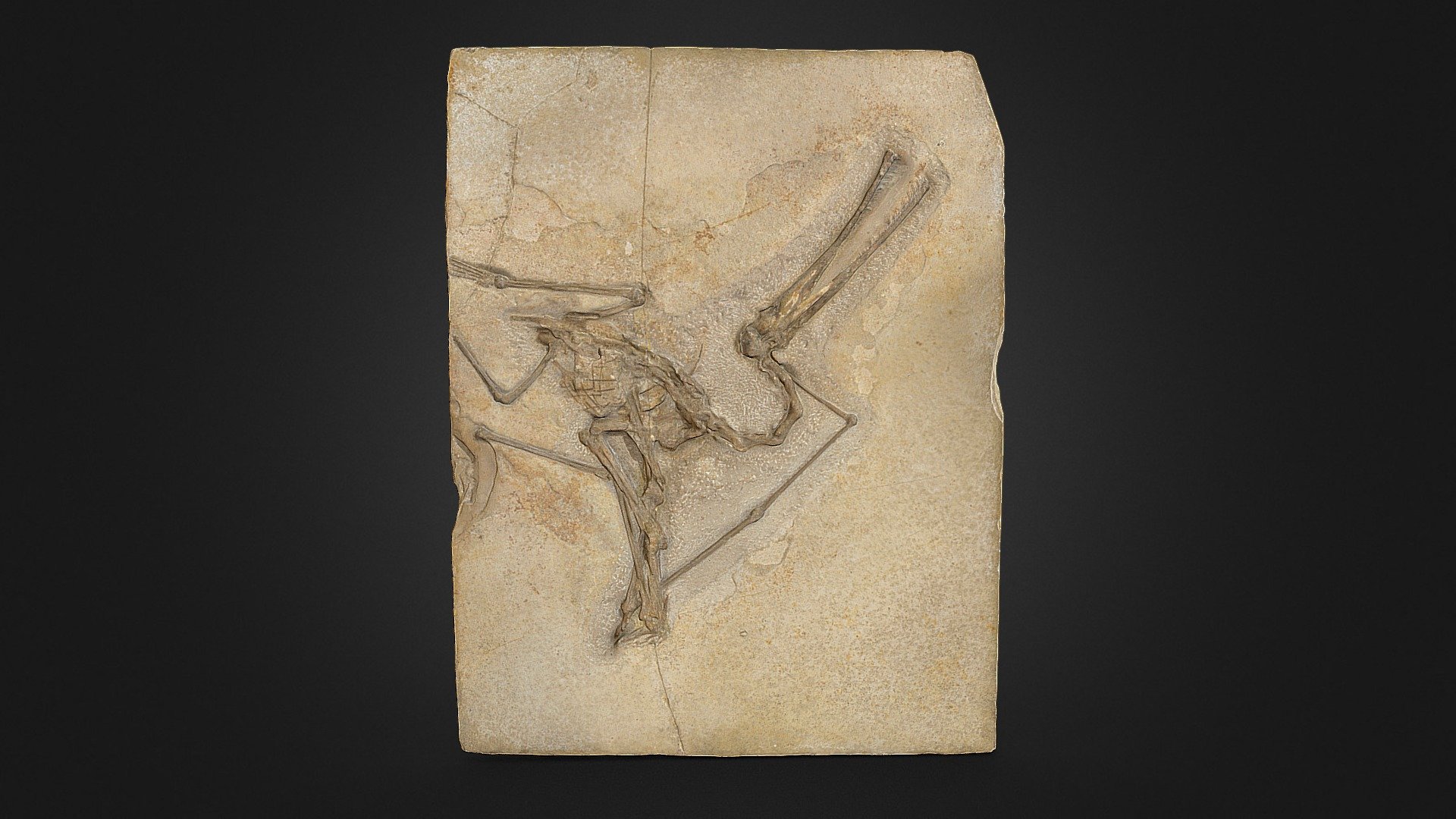 1935_I_24 Ctenochasma elegans - 3D model by SNSB-BSPG Pterosaur ...
