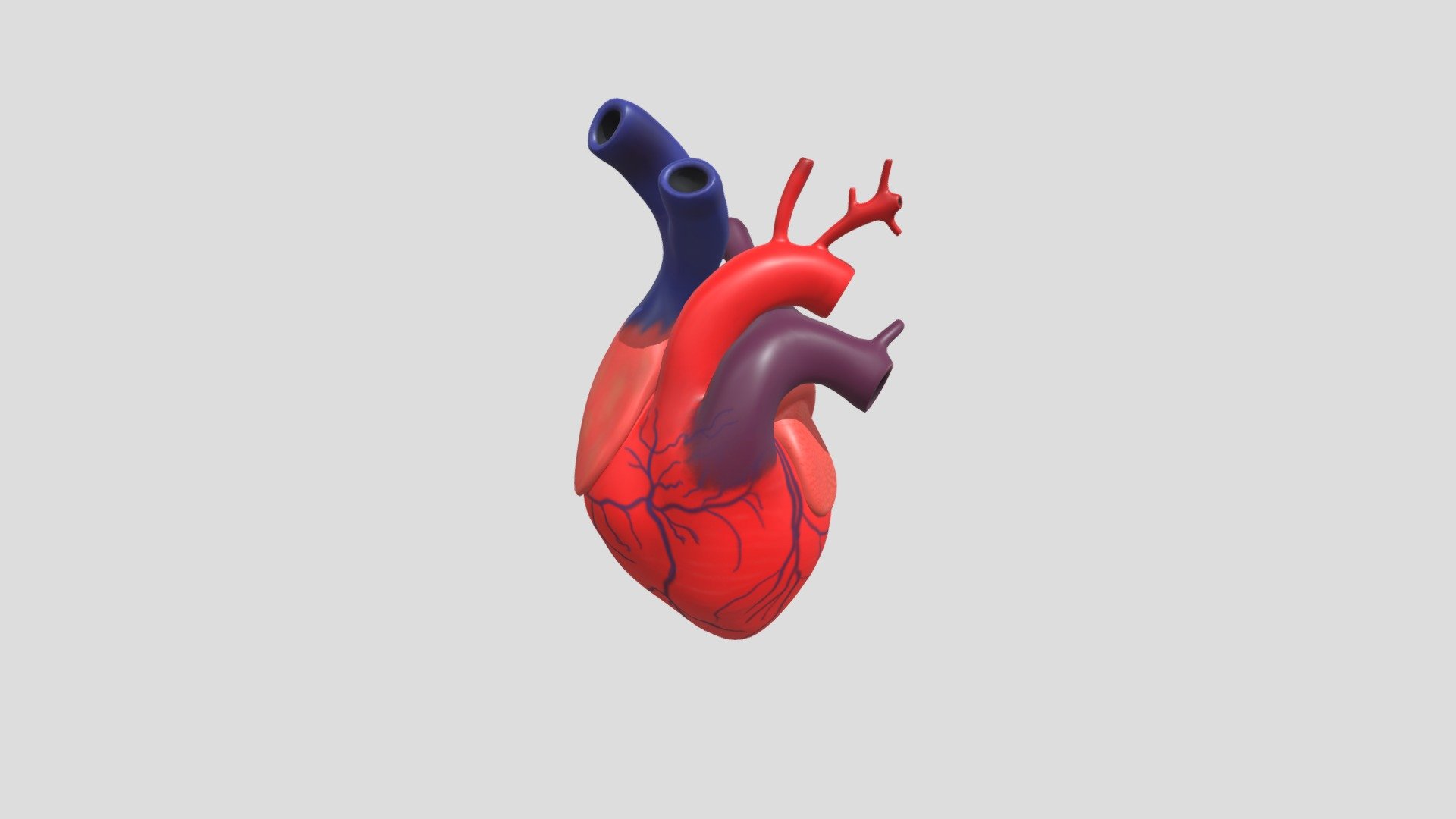 The Heart - 3D model by veranurlia [2f77185] - Sketchfab