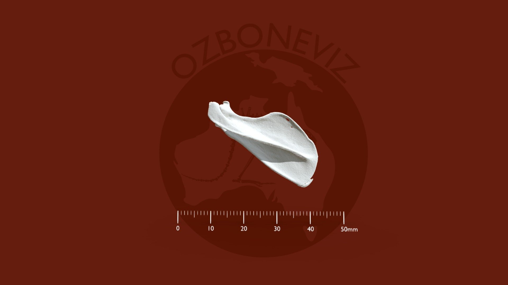 Musky rat-kangaroo scapula - 3D model by Ozboneviz [2f79c5f] - Sketchfab