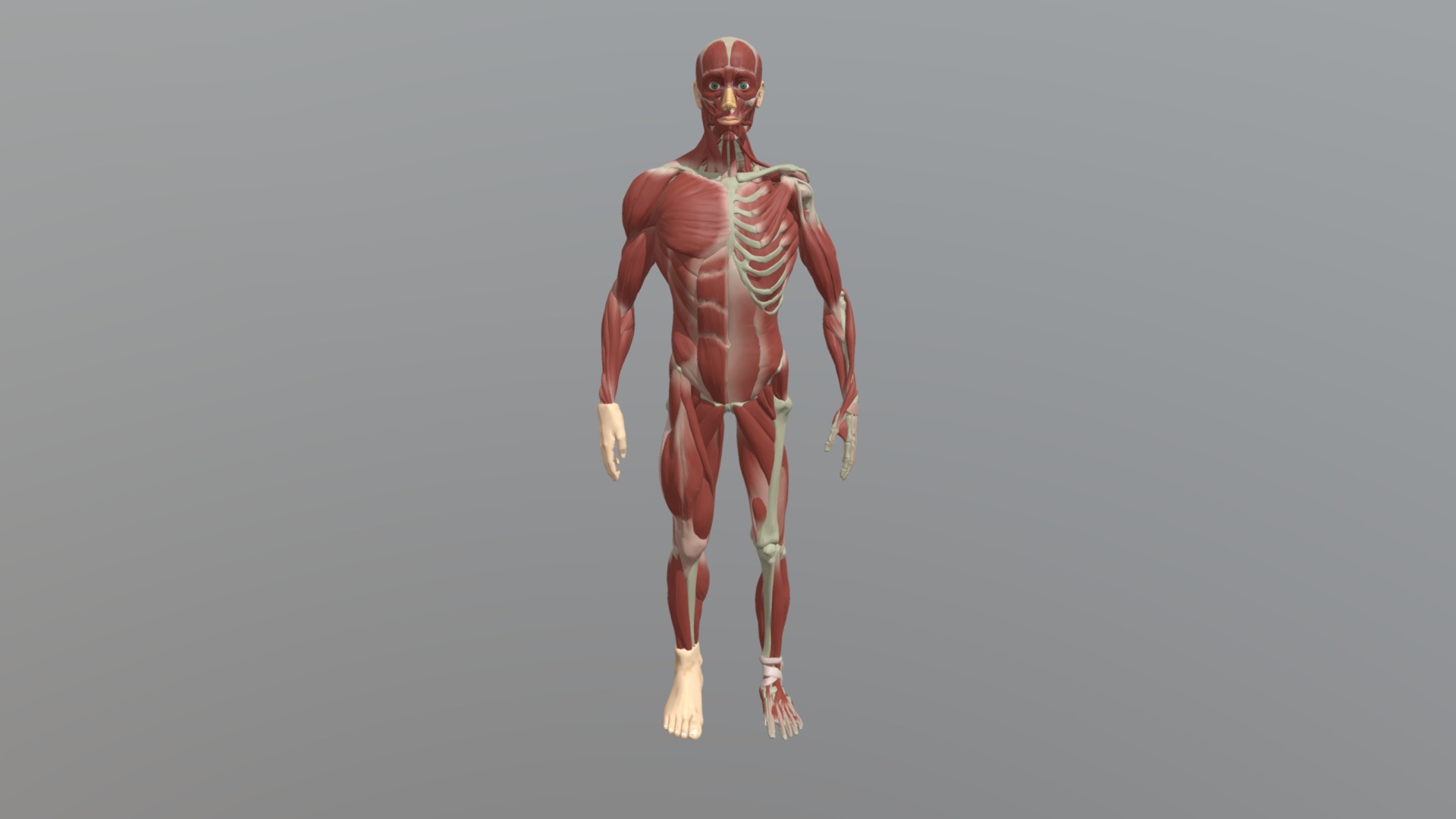 Ecorche-anatomy-study - 3D model by phuong.tran135 [2f802c2] - Sketchfab