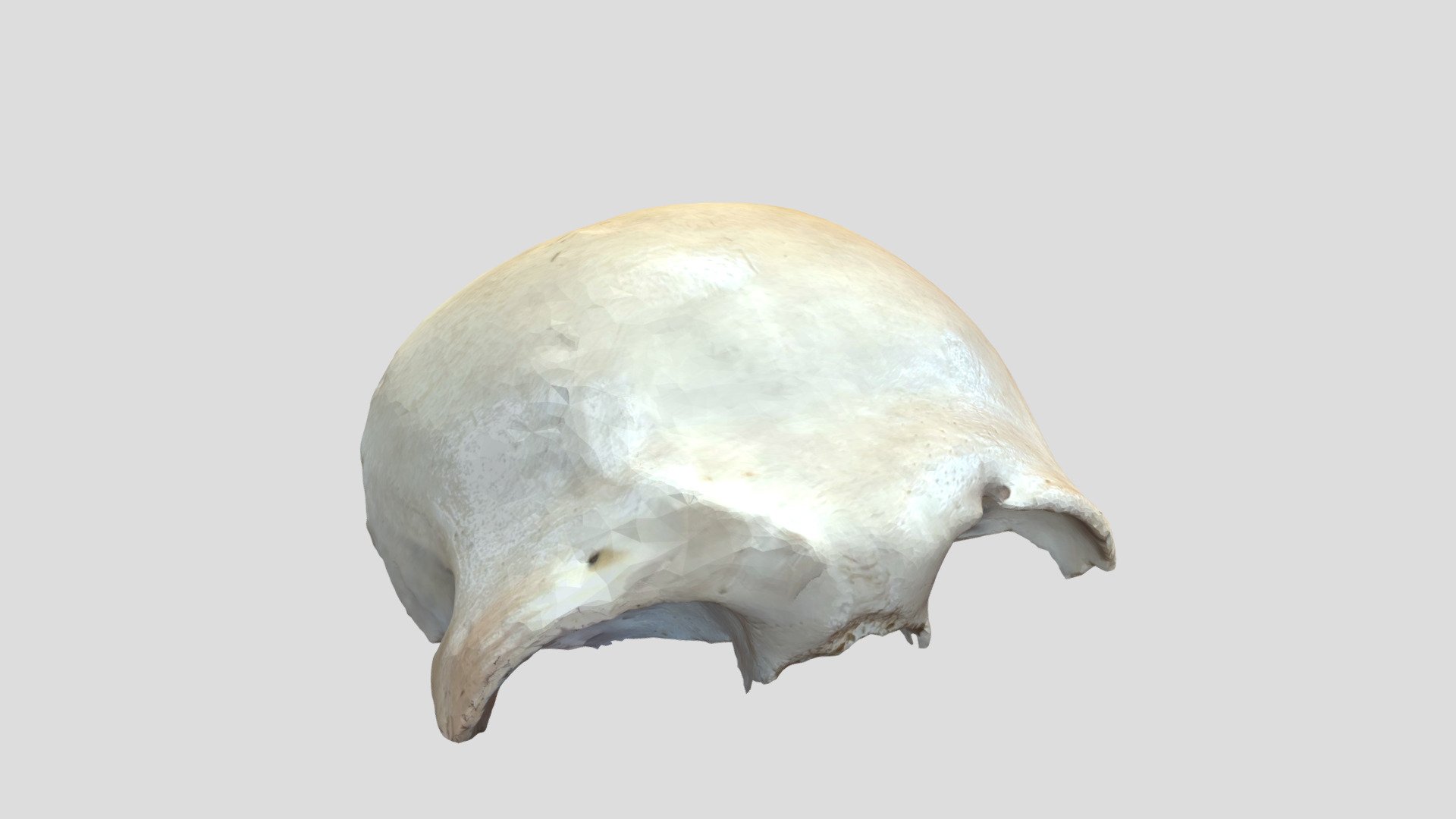 Os Frontal humain - Download Free 3D model by Tavernier Amaury ...