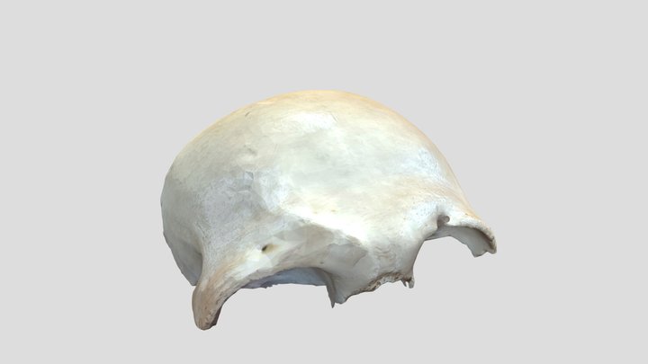 Human-anatomy 3D models - Sketchfab