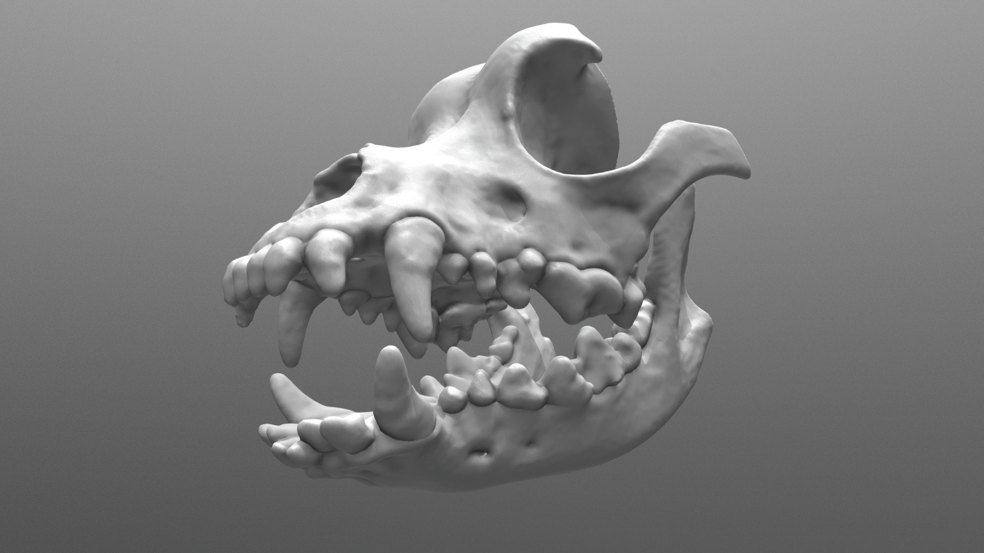 Canine Maxilla - Labeled - 3D model by Pixelbeaker [2f8c65a] - Sketchfab