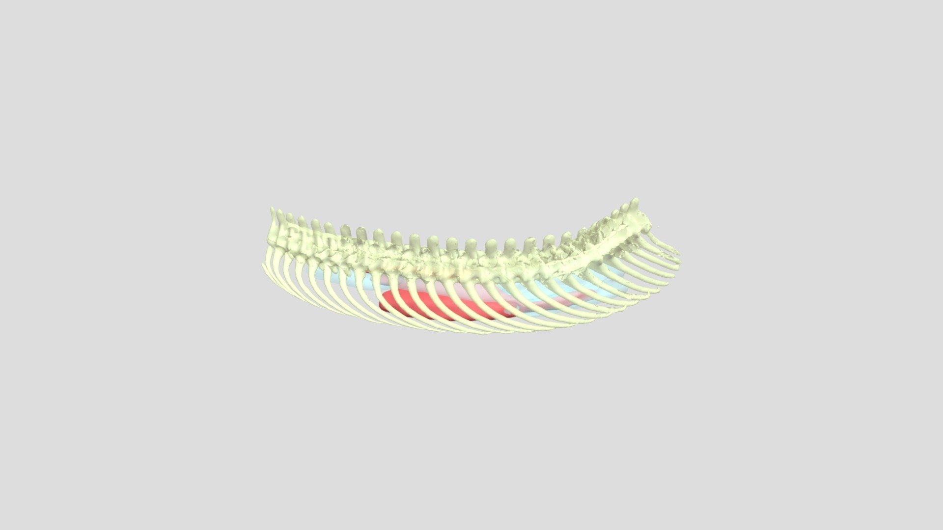 Segmentation - 3D model by bferrante [2f8e6e0] - Sketchfab