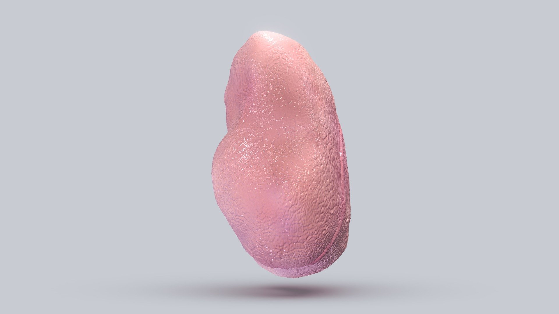 Human Left Lung - 3D model by jpn [2f9dd46] - Sketchfab