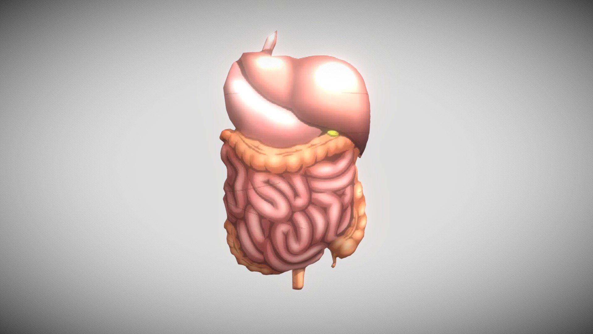 ORGAN USUS - Download Free 3D model by masekosugih [2faeb86] - Sketchfab