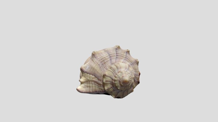 Sea-shell 3D models - Sketchfab