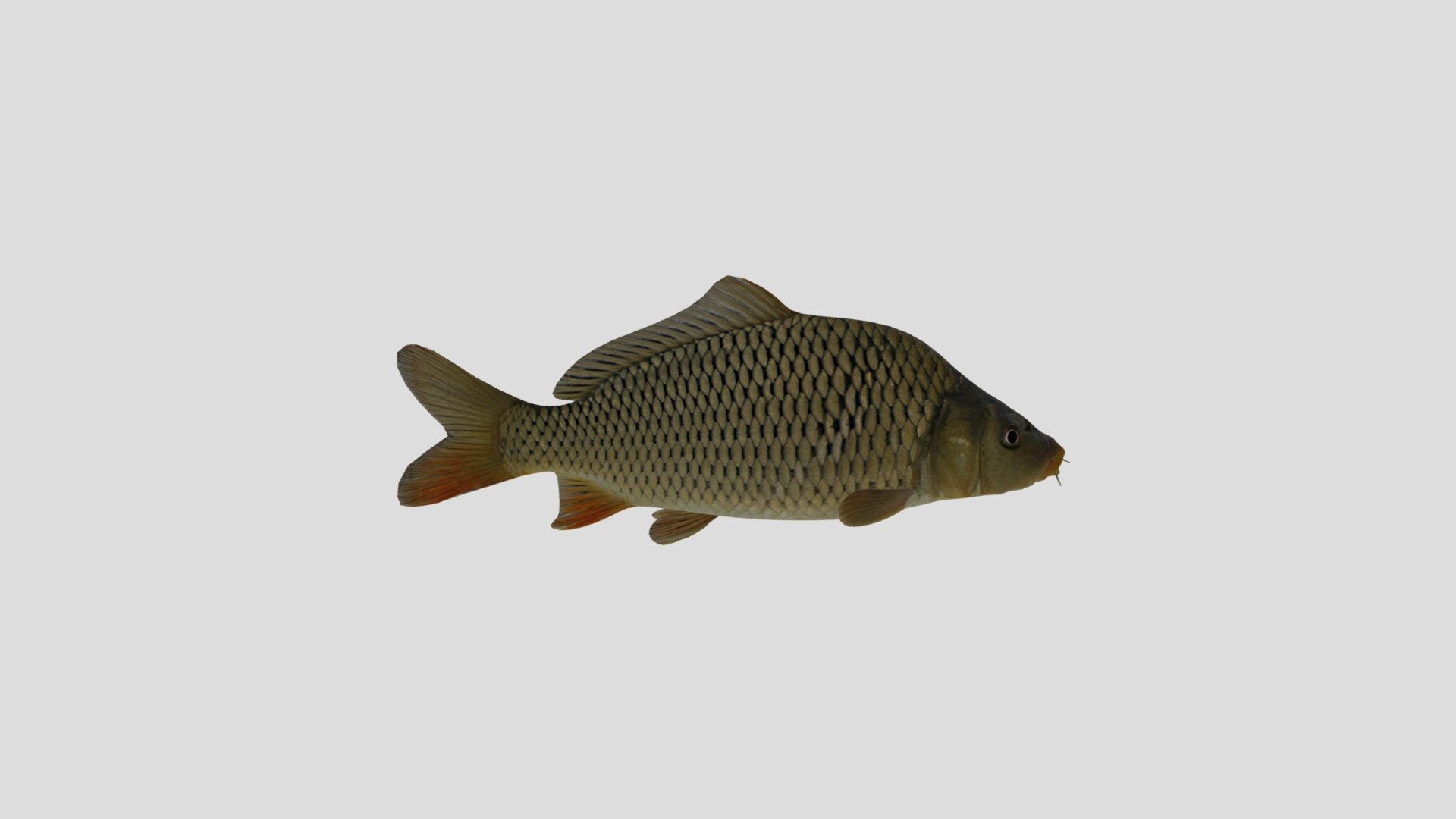 Carp Fish (Free 3D Model) - Download Free 3D model by FoFLaFe [2fbedaf ...
