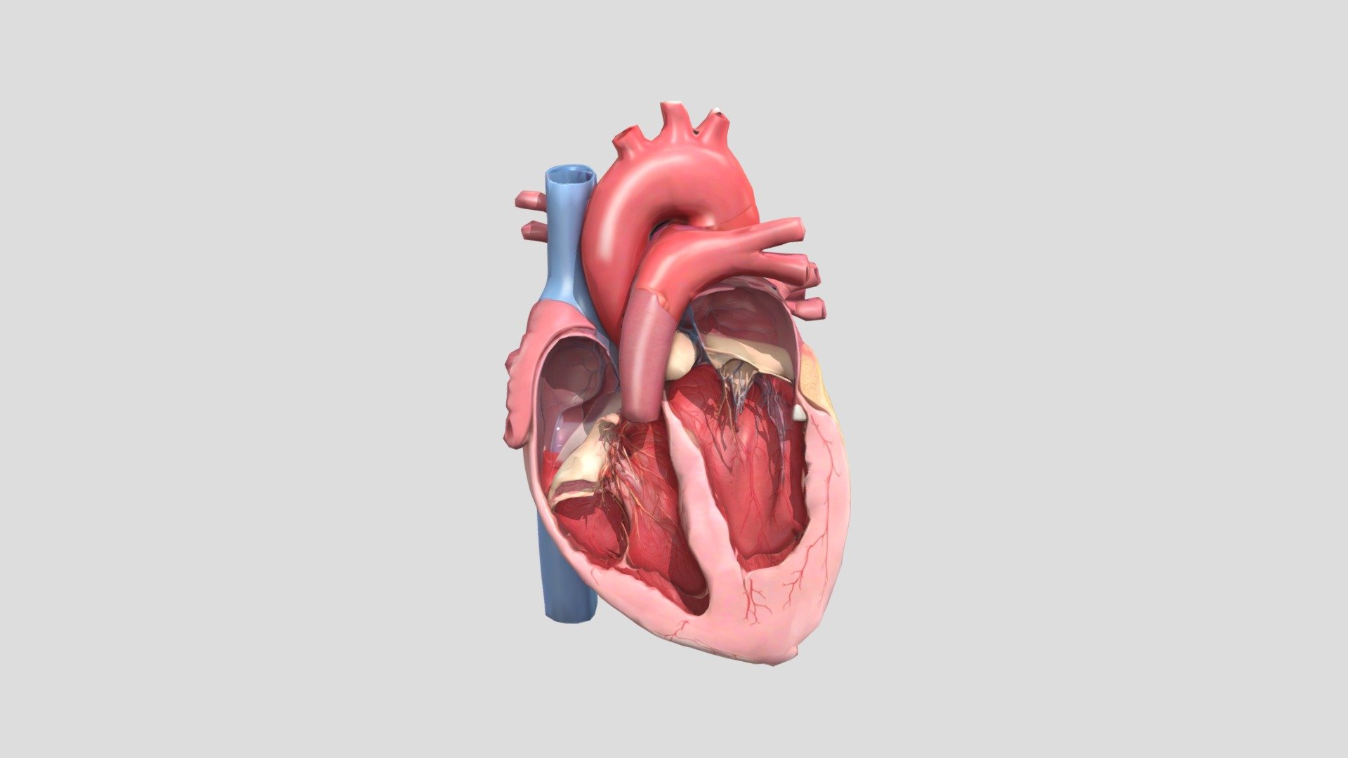 Anatomical Heart Diagram - 3D model by diegoborrata19 [2fc8792] - Sketchfab
