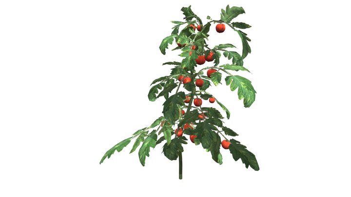 Tomato-plant 3D models - Sketchfab