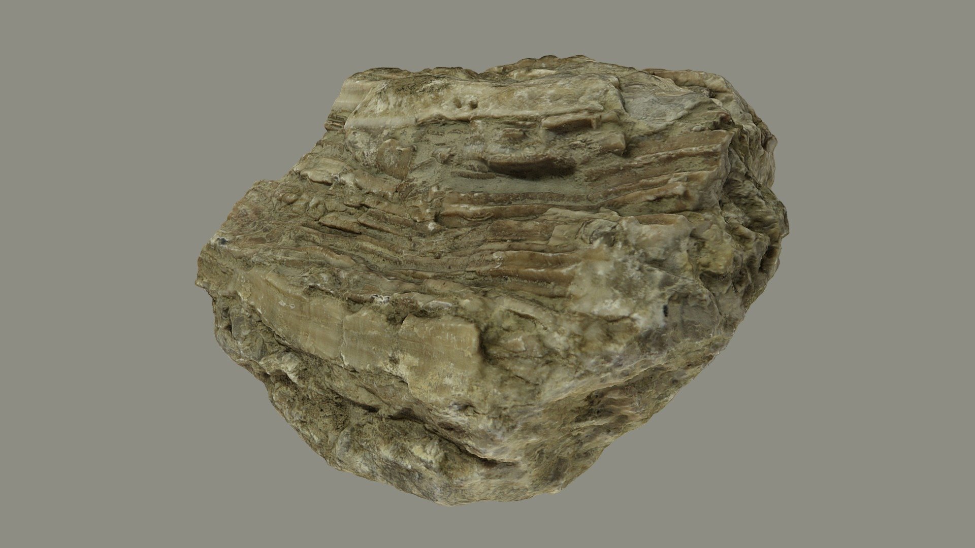 Limestone with rudists, Austria - Download Free 3D model by Sara Carena ...