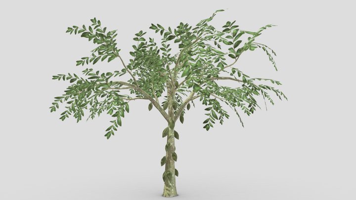 Cacao-tree 3D models - Sketchfab