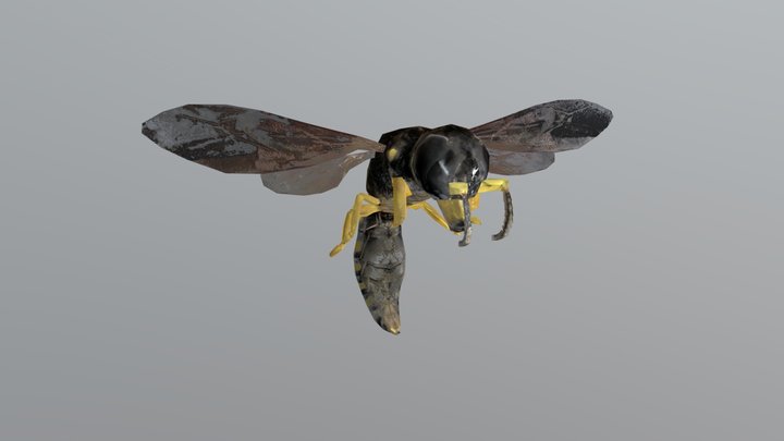 Insect 3D models - Sketchfab